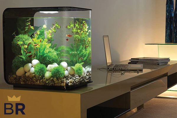 5 Best Fish Tanks - Nov. 2024 - BestReviews
